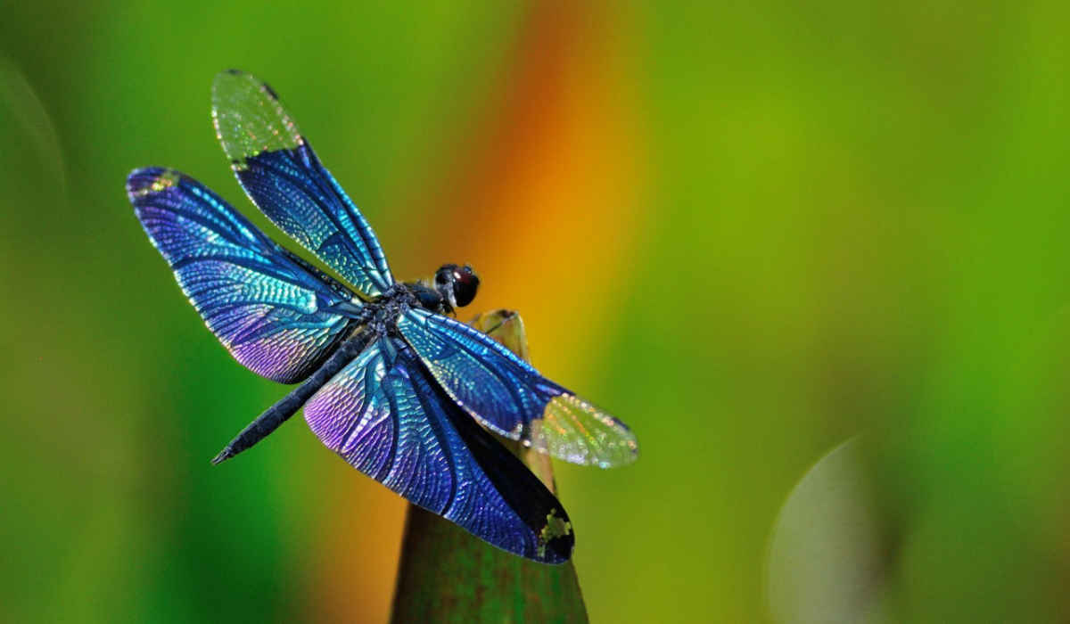 Cual es el significado de las Libélulas y porque viven solo un día | Nanova