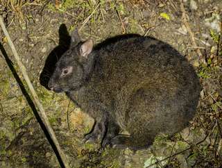 ¡Conejo Jurásico Resucita! | Nanova